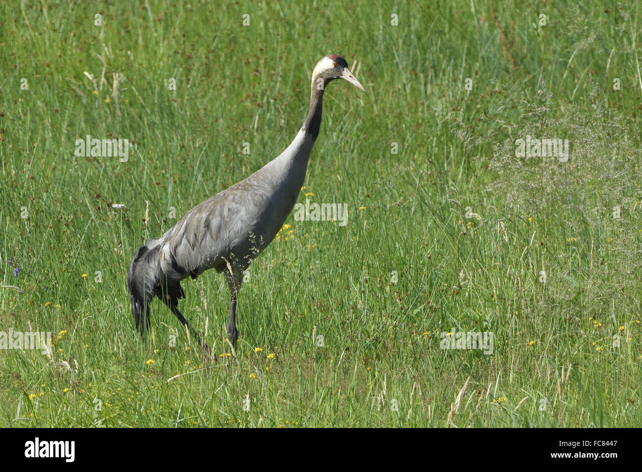 Entire crane hi-res stock photography and images - Alamy