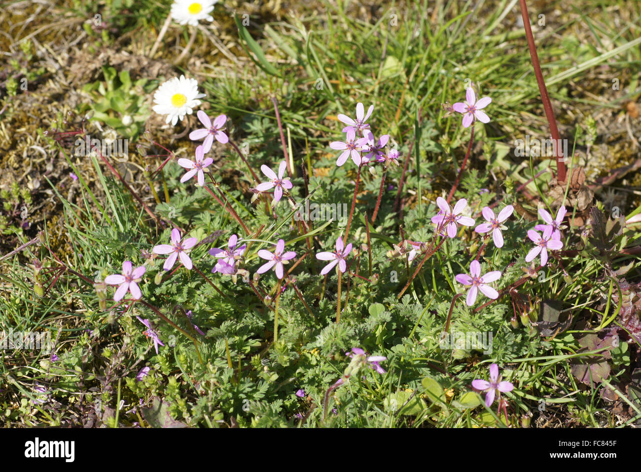 Common storksbill hi-res stock photography and images - Alamy