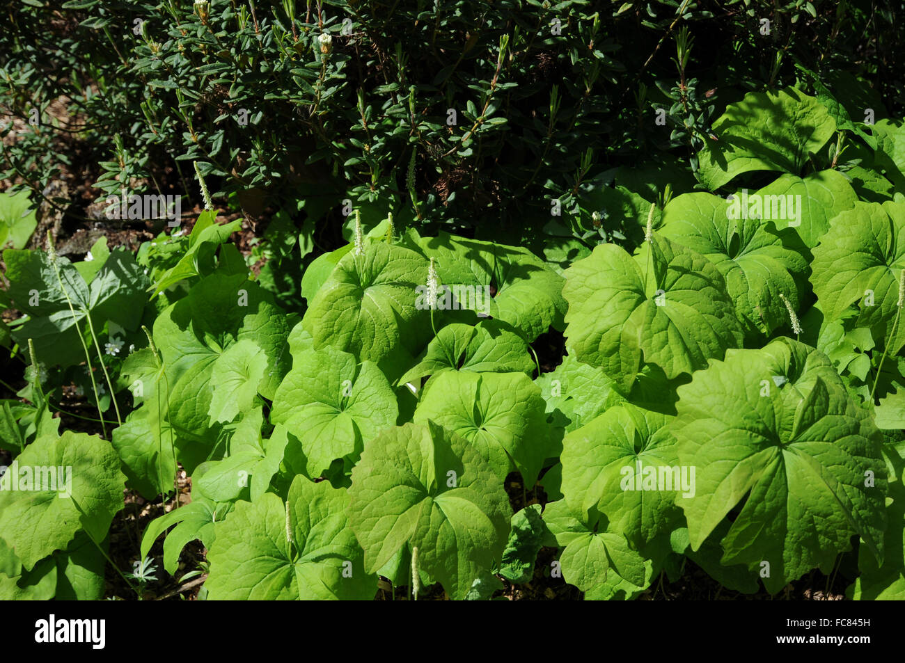 Vanilla leaf hi-res stock photography and images - Alamy