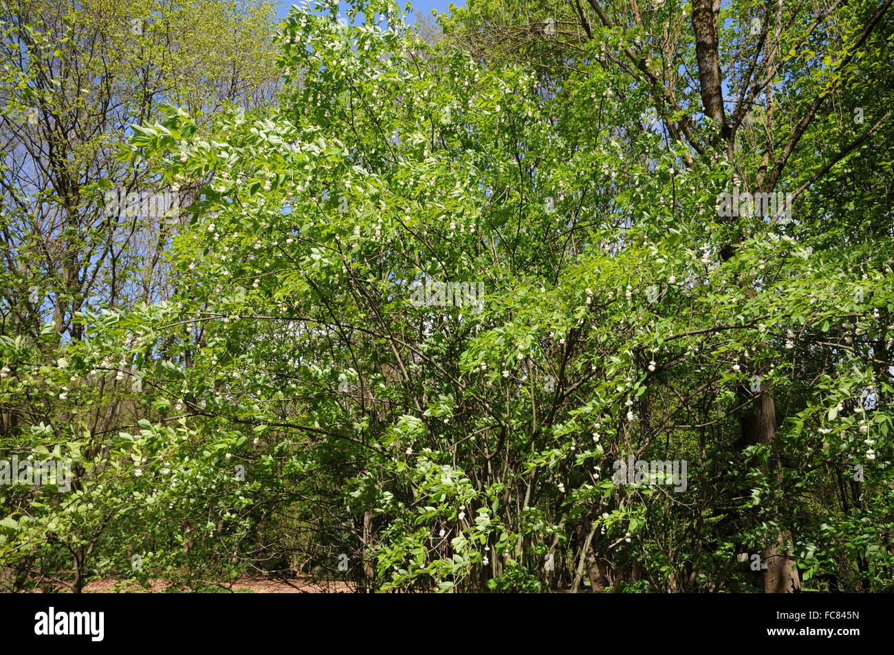 Bladdernuts hi-res stock photography and images - Alamy