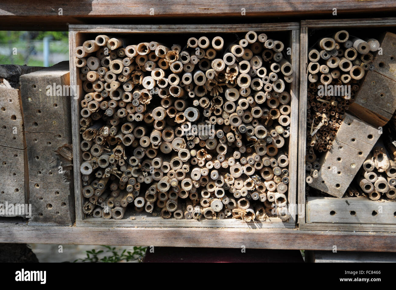 Insect house with wild bees Stock Photo - Alamy