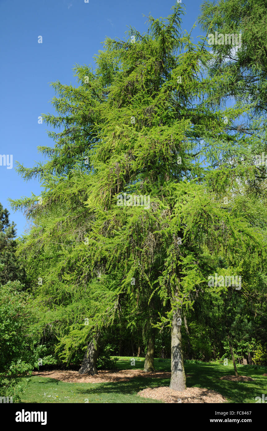 Young Larch Tree Cone Stock Photos & Young Larch Tree Cone Stock Images ...