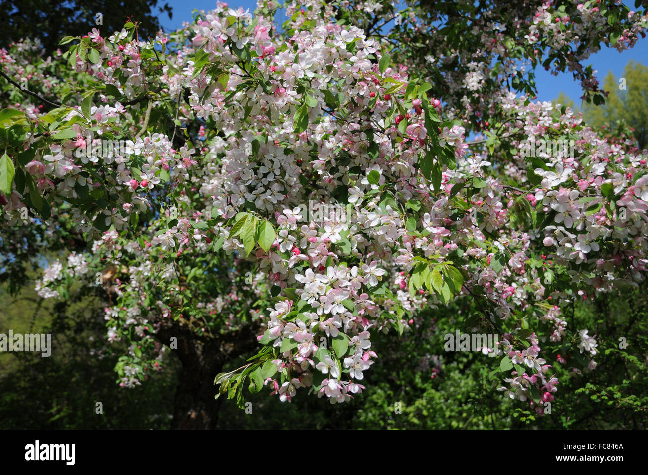 Japanese crabapples hi-res stock photography and images - Alamy