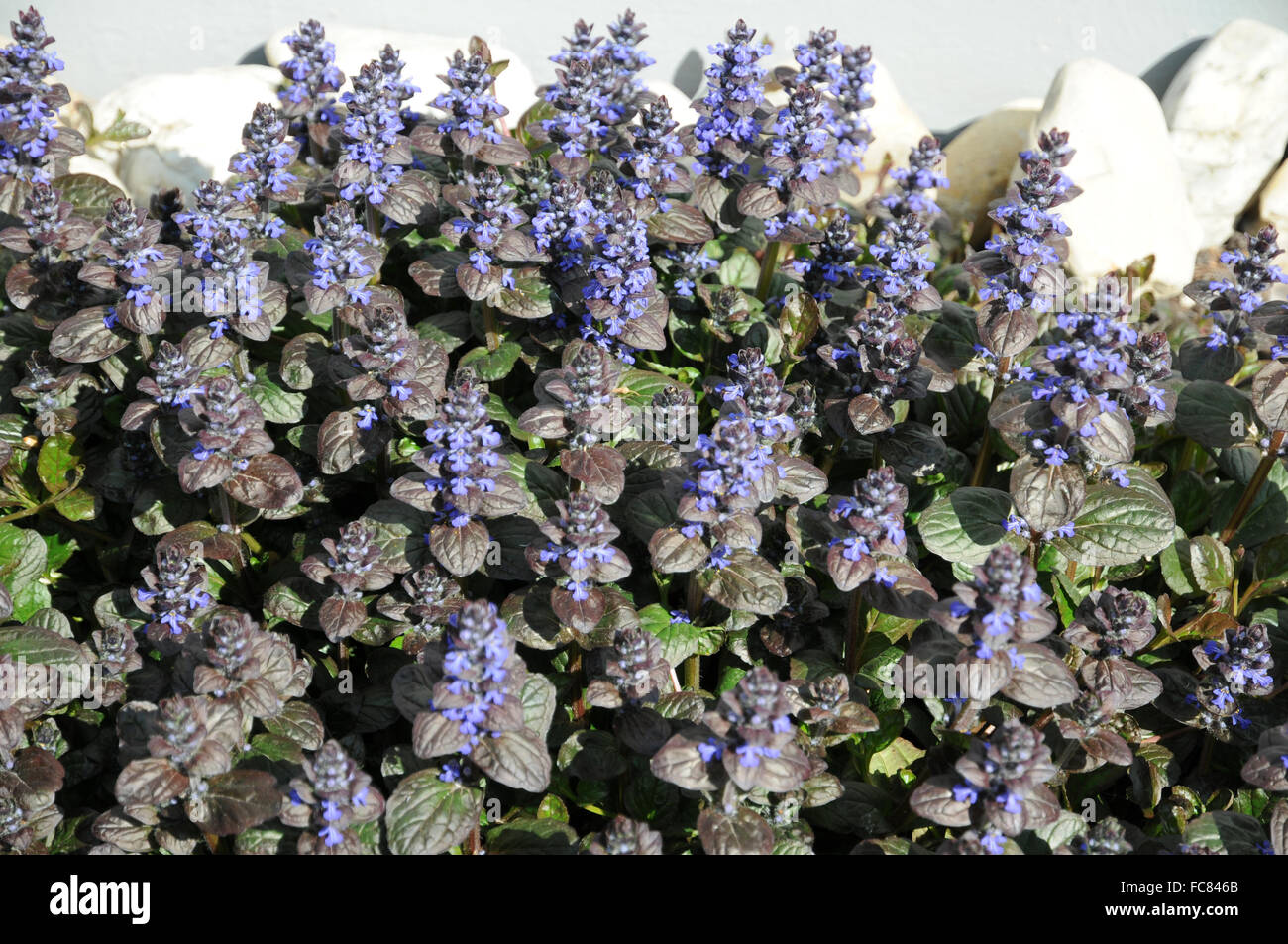Purple bugle hi-res stock photography and images - Alamy