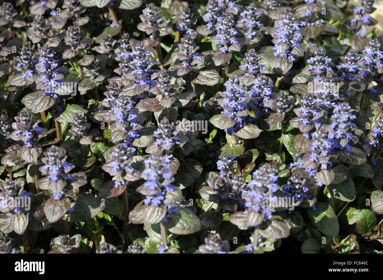 Purple bugle hi-res stock photography and images - Alamy