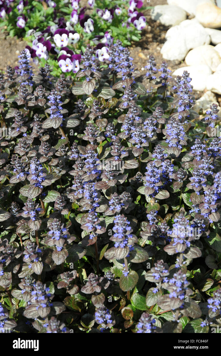 Purple bugle hi-res stock photography and images - Alamy