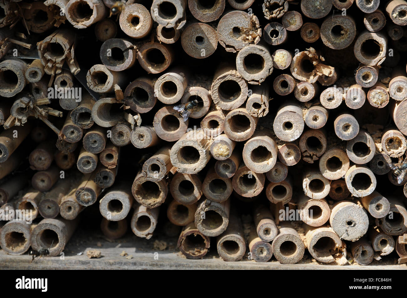Insect house with wild bees Stock Photo - Alamy