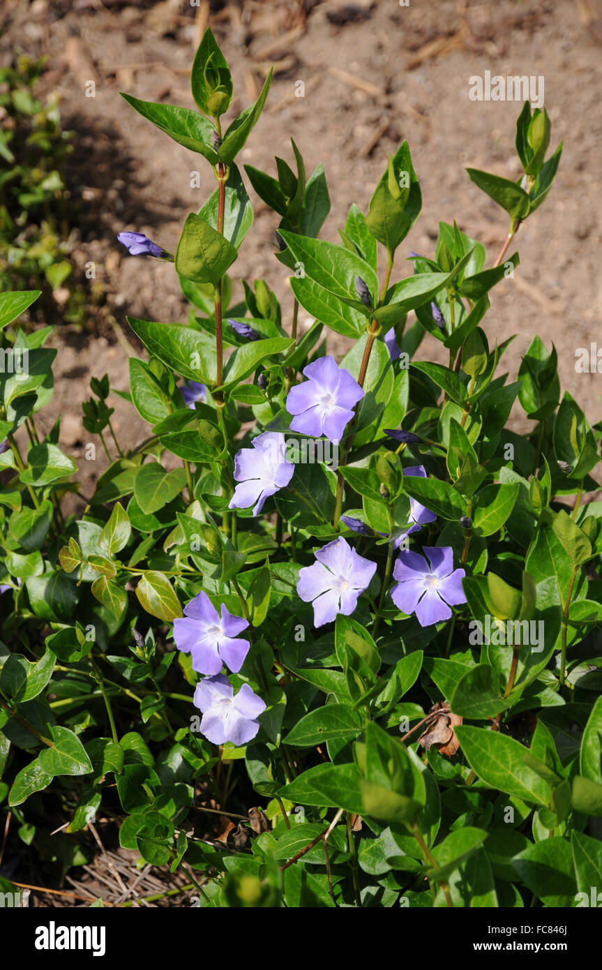 Greater periwinkles hi-res stock photography and images - Alamy
