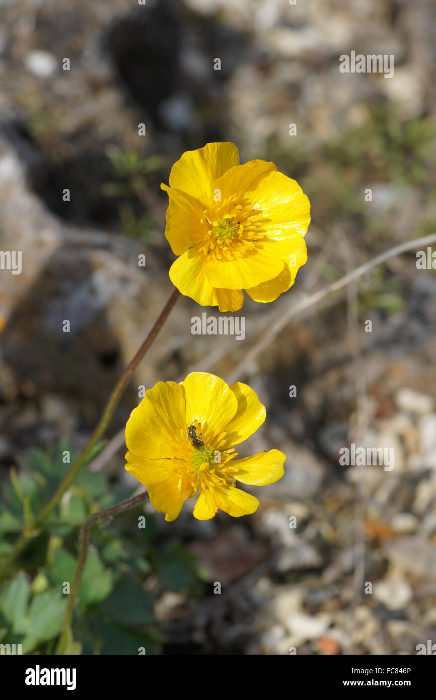 Mountain buttercup hi-res stock photography and images - Alamy