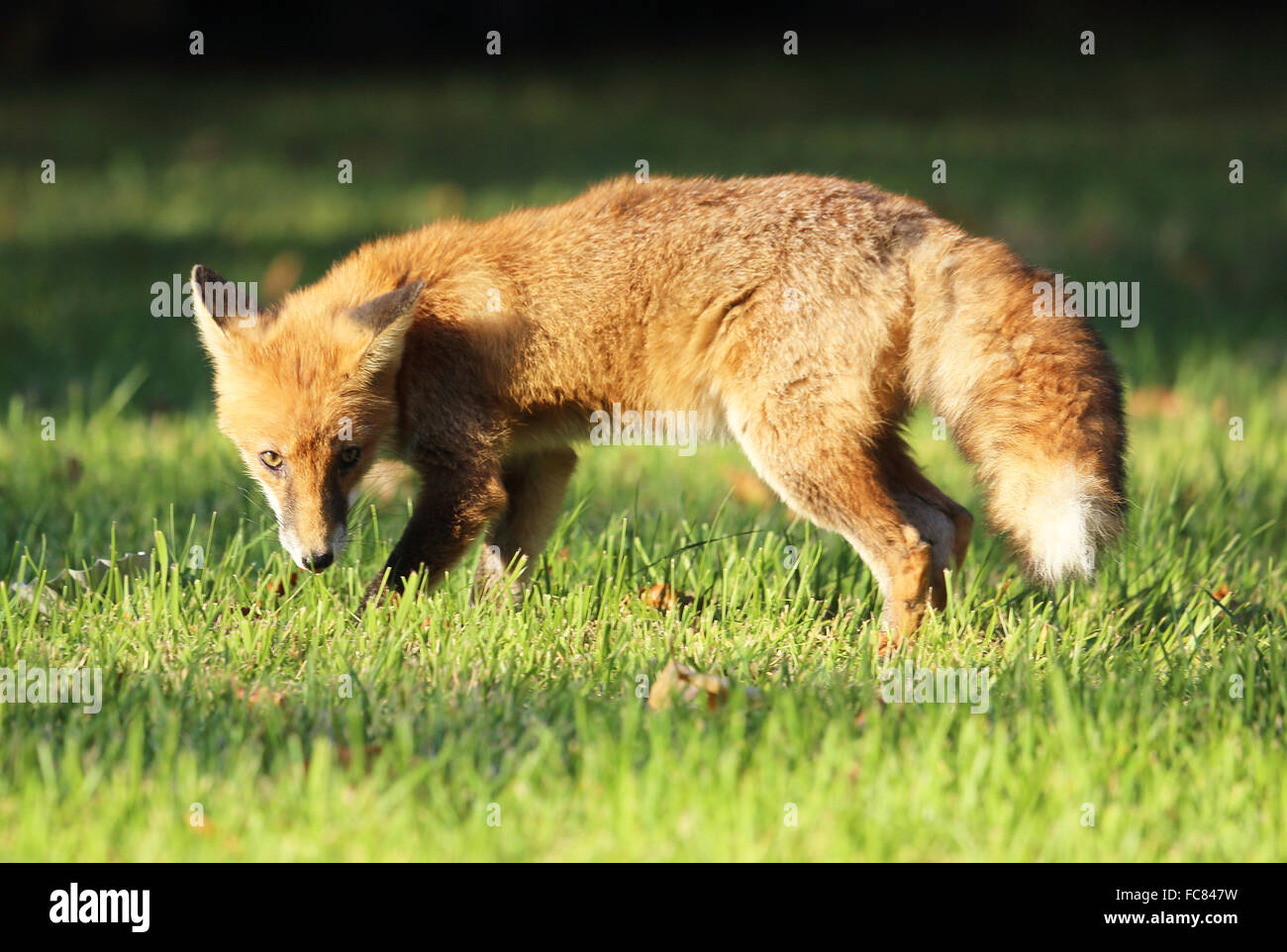 Clever fox hi-res stock photography and images - Alamy
