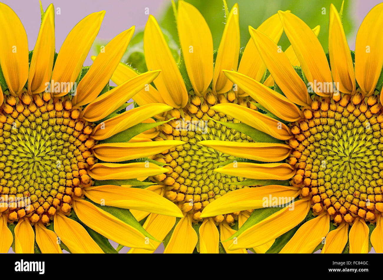 sunflower closeup background Stock Photo - Alamy