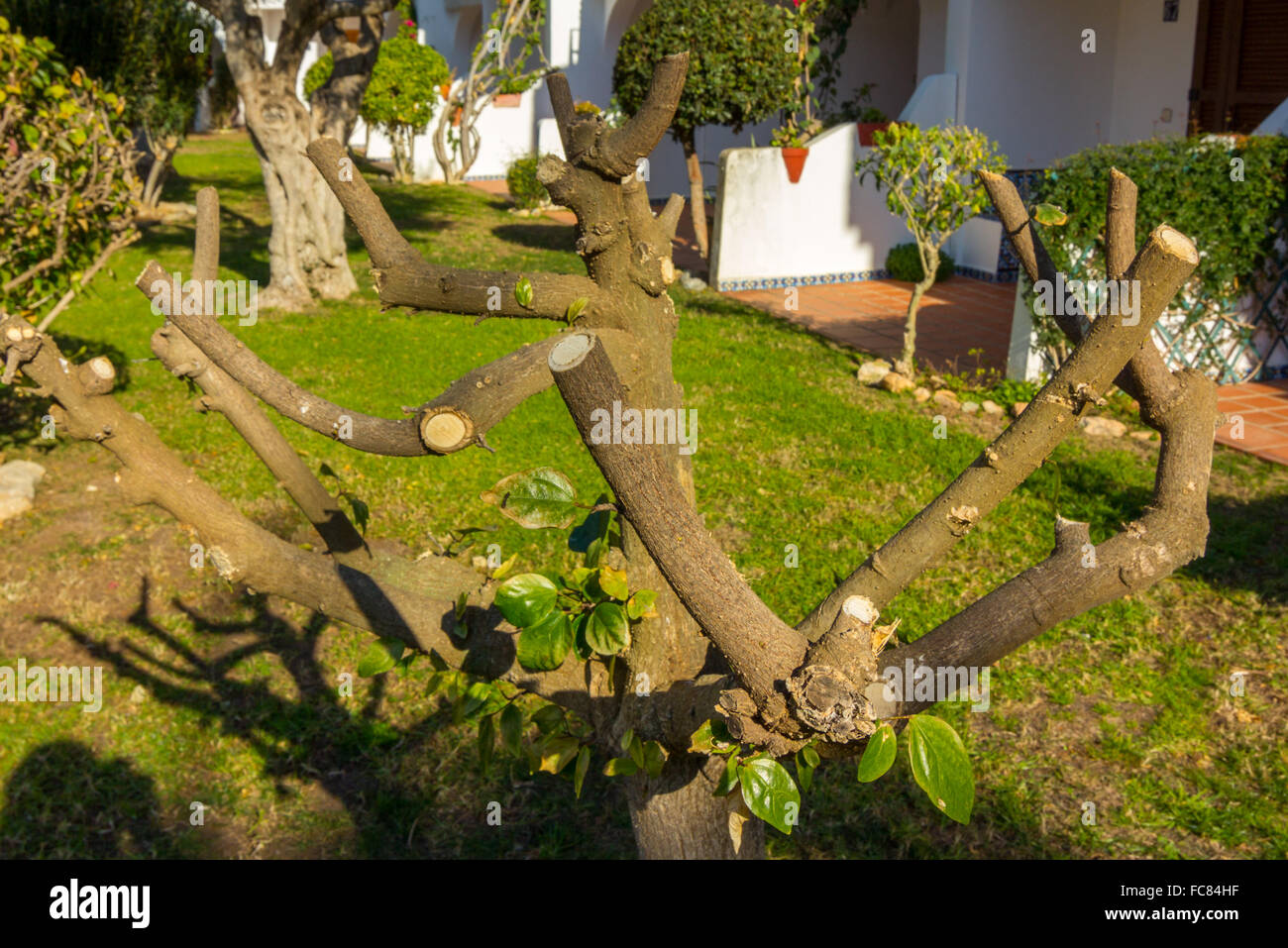 Pruned apple tree hi-res stock photography and images - Alamy