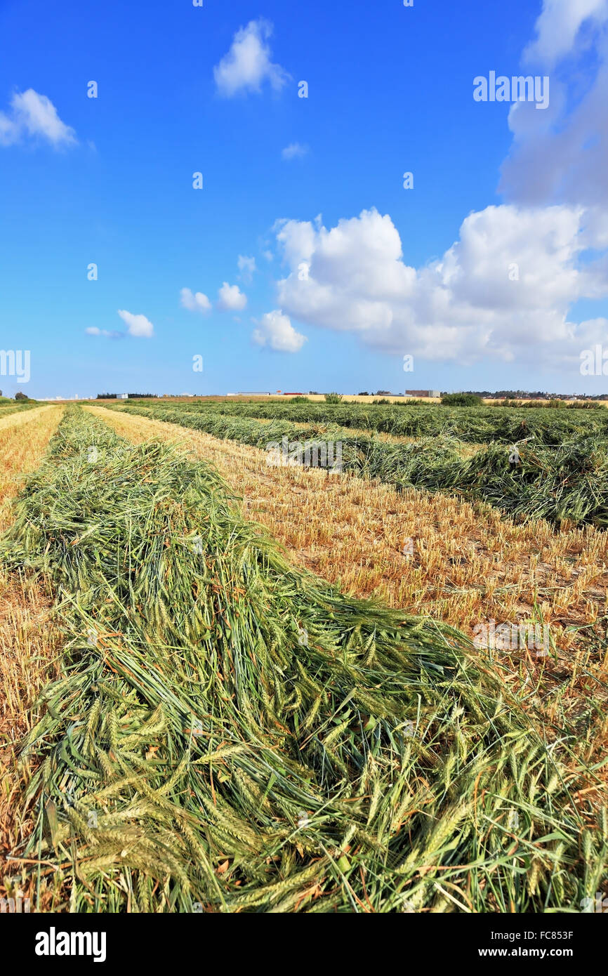 Harvest of wheat Stock Photo - Alamy