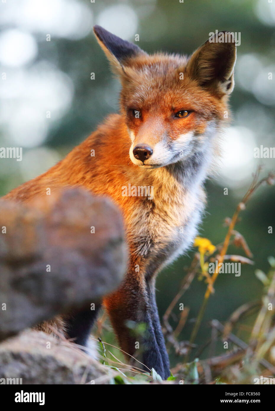 Sitting fox hi-res stock photography and images - Alamy