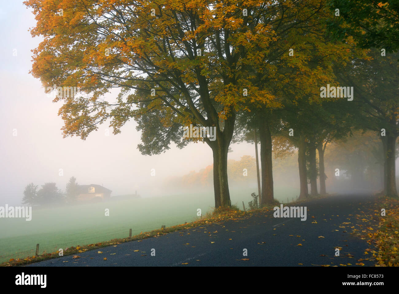 Fog maple hi-res stock photography and images - Alamy