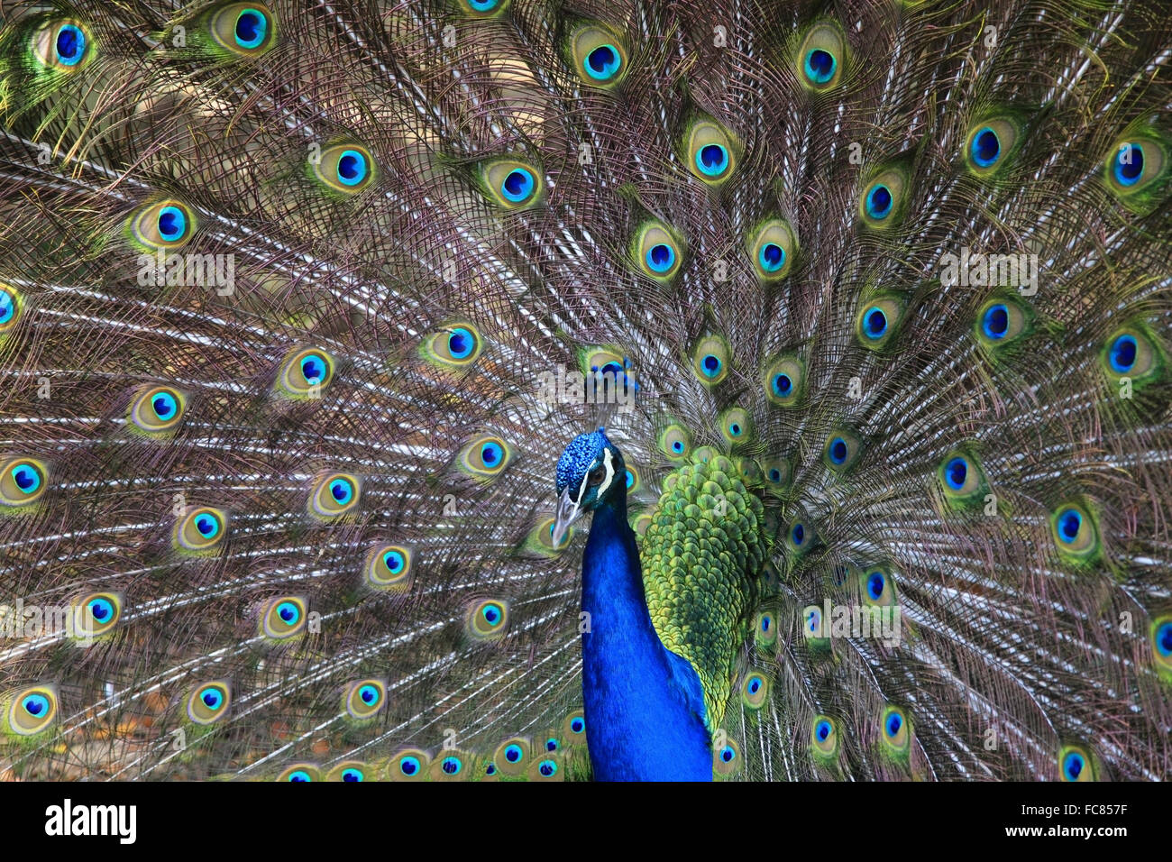 A beautiful peacock Stock Photo - Alamy