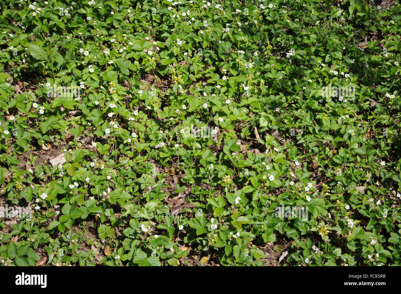 Wilde erdbeeren hi-res stock photography and images - Alamy