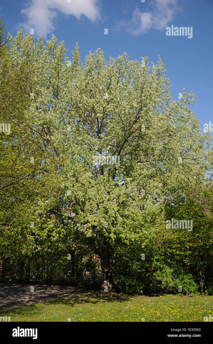 Weisspappel silber pappel populus alba hi-res stock photography and ...