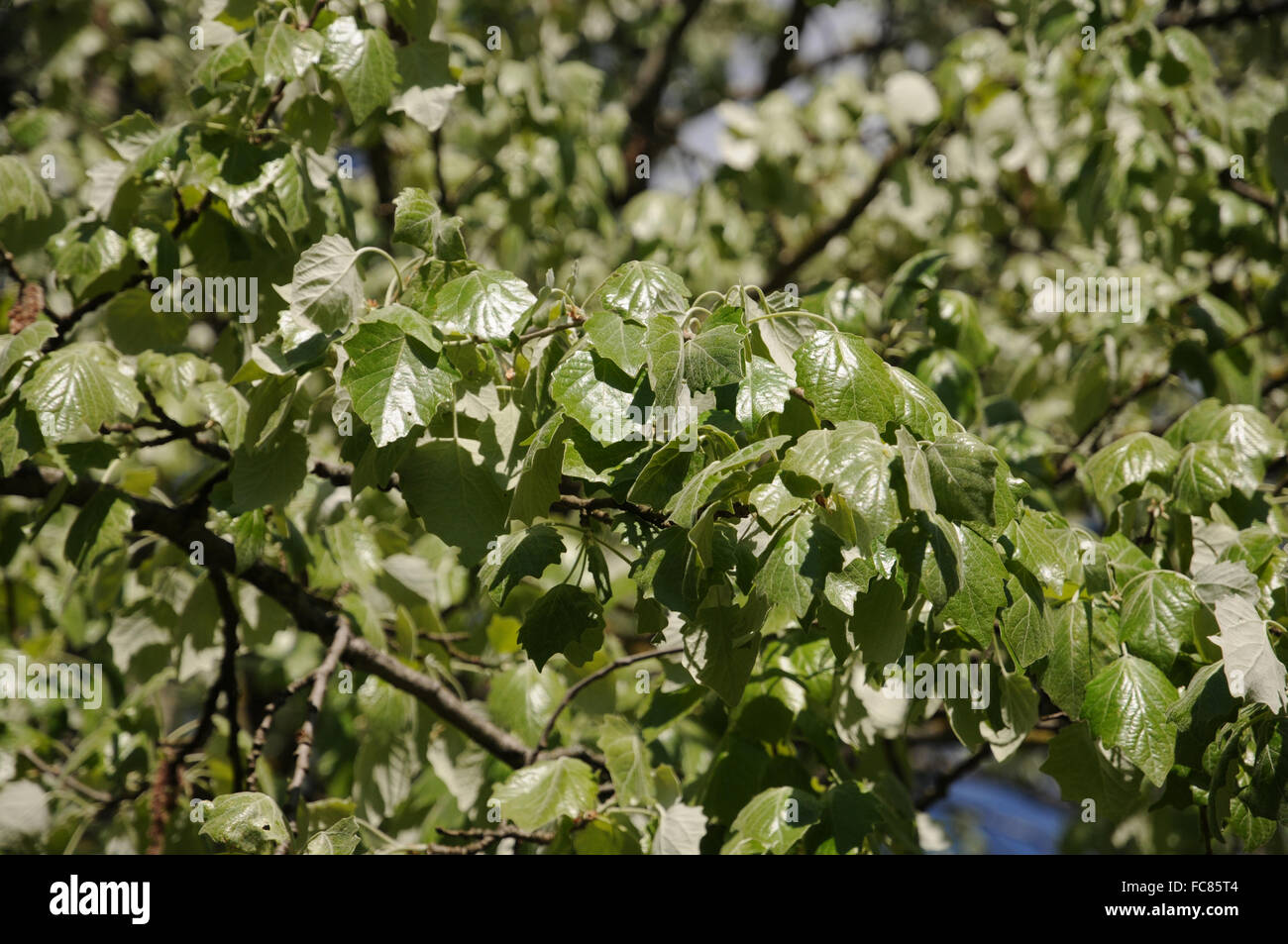 Weisspappel silber pappel populus alba hi-res stock photography and ...