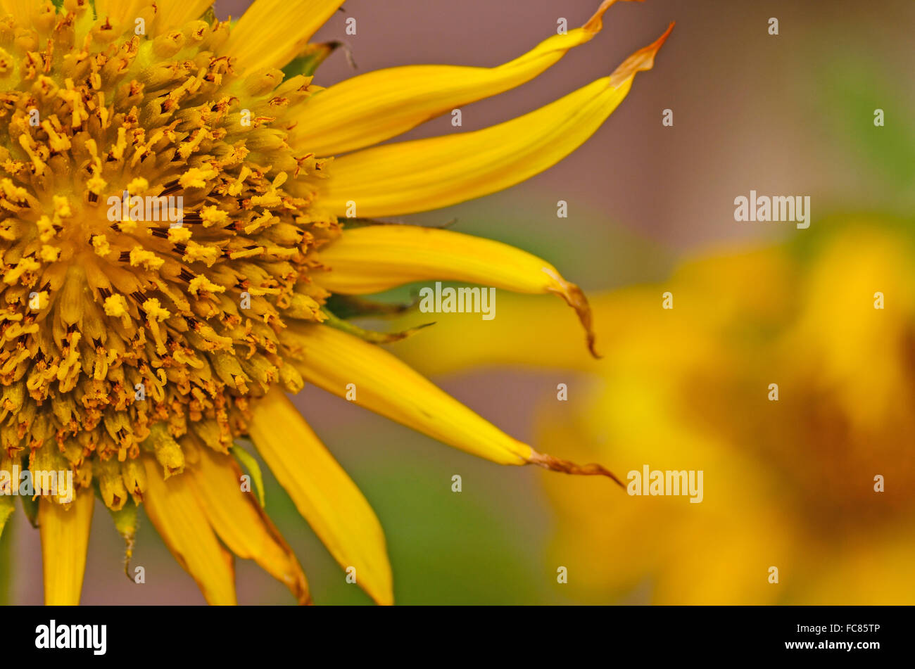 Tuscan landscape sunflowers hi-res stock photography and images - Alamy