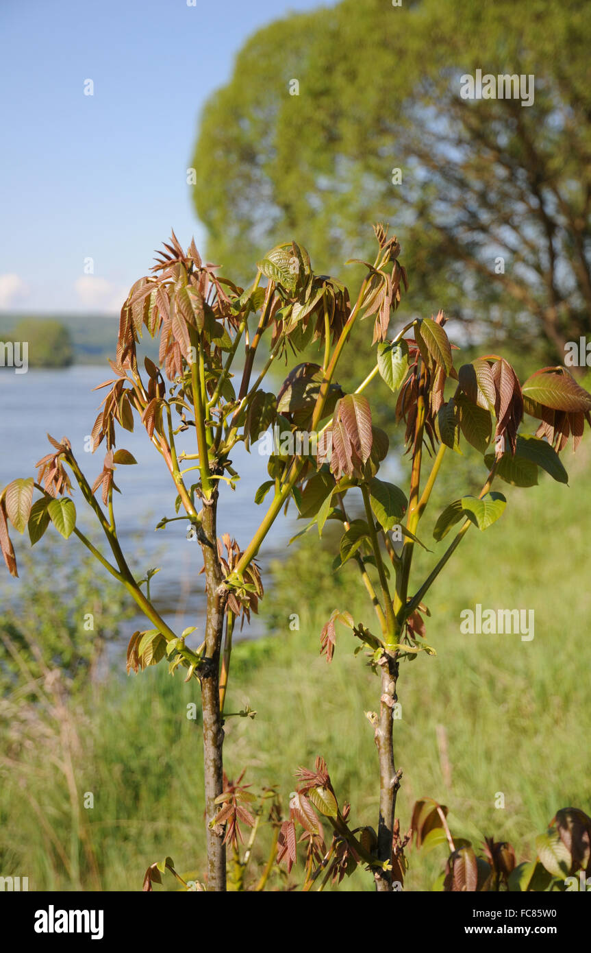 Walnut sprout hi-res stock photography and images - Alamy