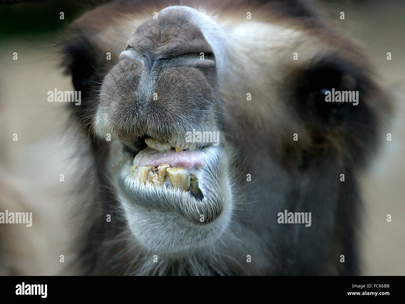 Camel close hi-res stock photography and images - Alamy