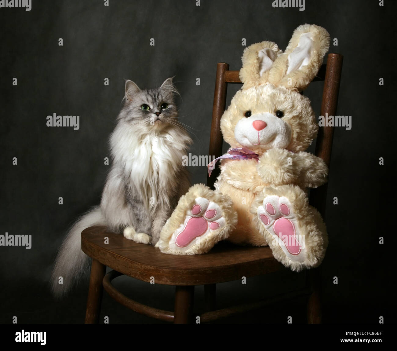 Cat on a chair hi-res stock photography and images - Alamy