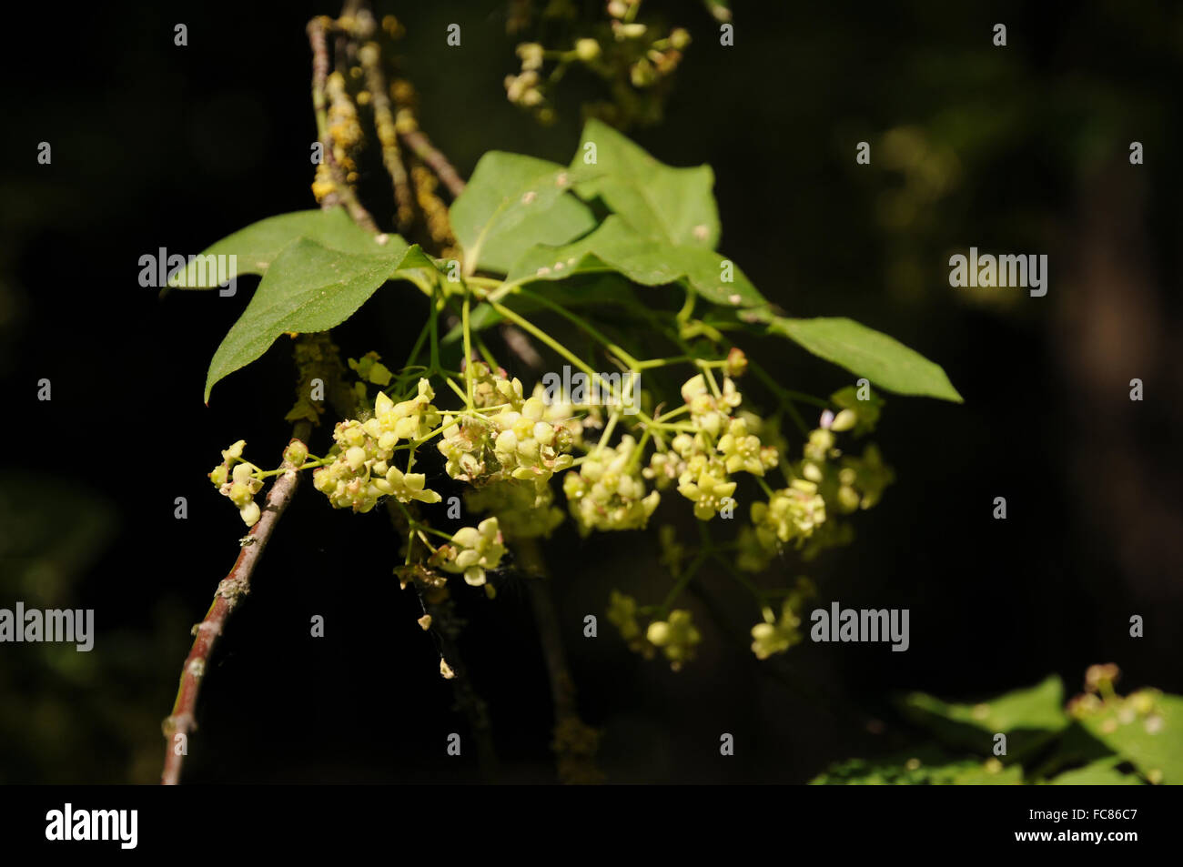 Large spindle hi-res stock photography and images - Alamy