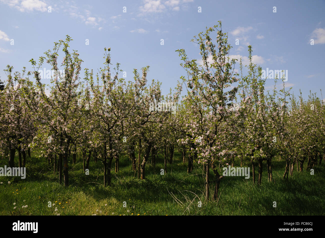 Apple trees Elstar Stock Photo - Alamy