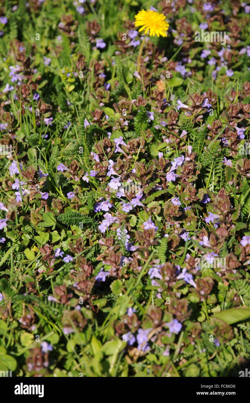 Ground ivy nepeta glechoma glechoma hederacea flower hi-res stock ...