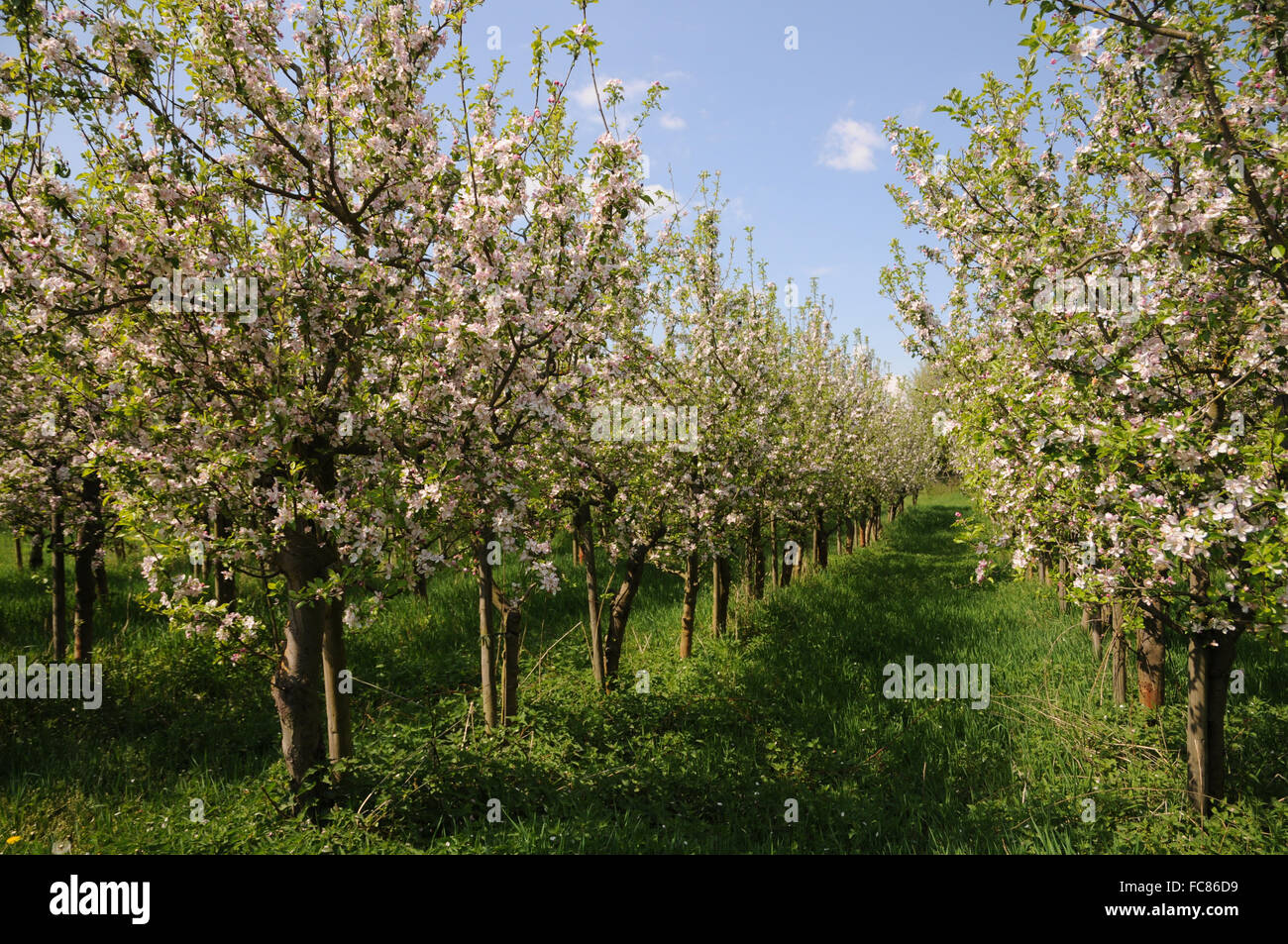 Apple trees Elstar Stock Photo - Alamy