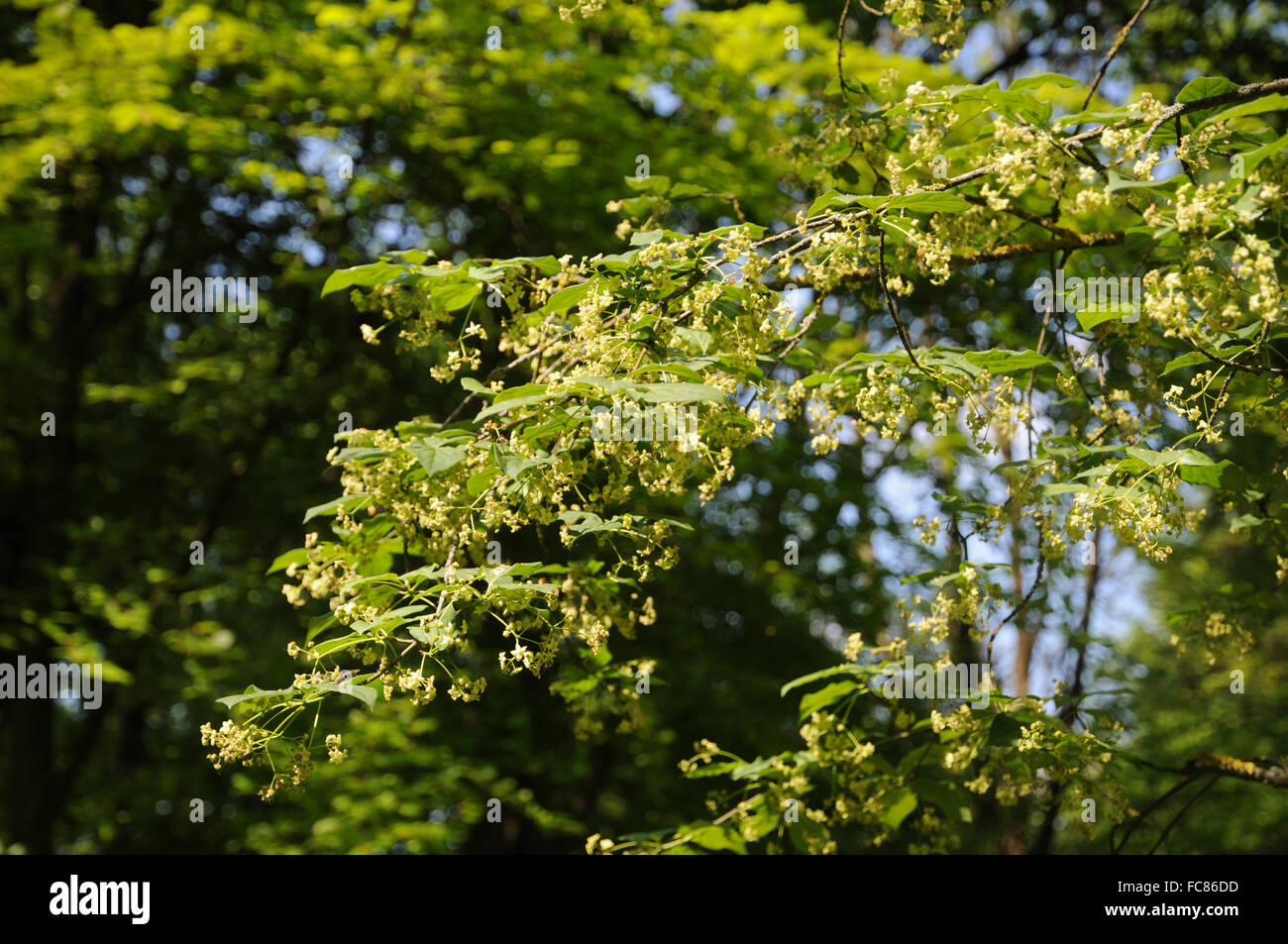 Large leaved plants hi-res stock photography and images - Alamy