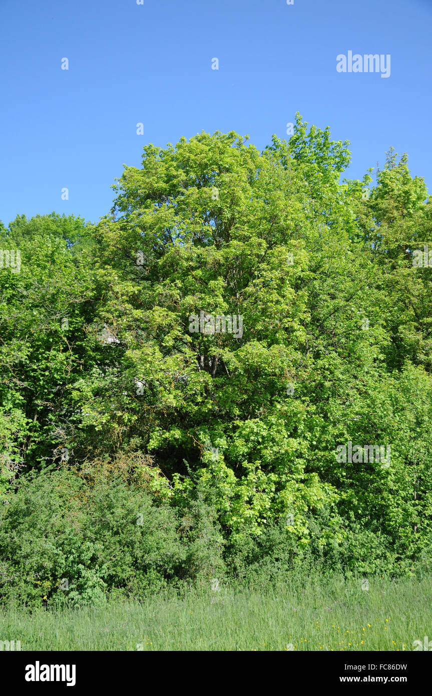 Field Maple Bark Stock Photos & Field Maple Bark Stock Images - Alamy