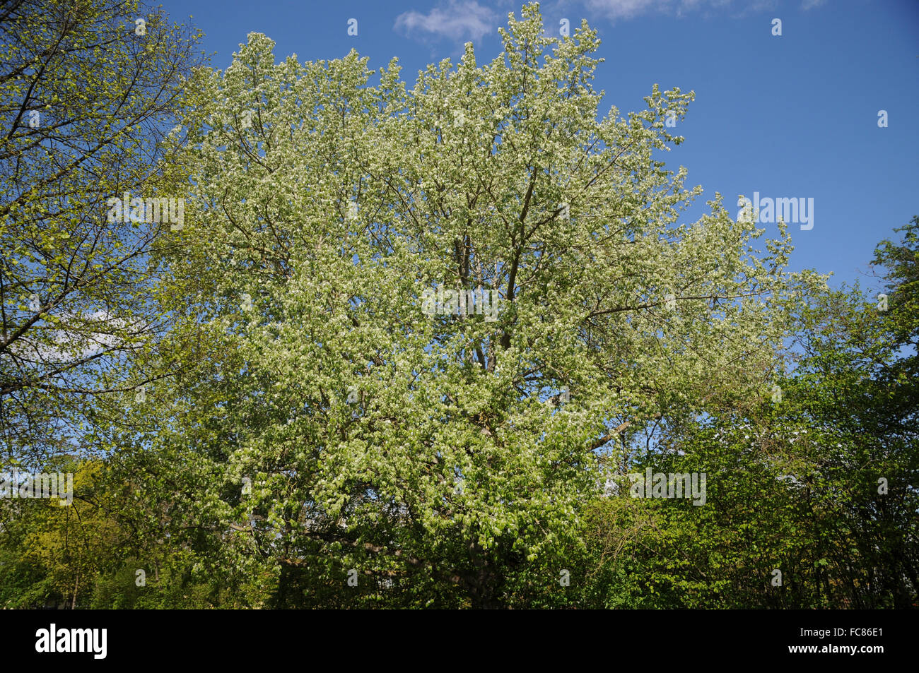 Weisspappel silber pappel populus alba hi-res stock photography and ...