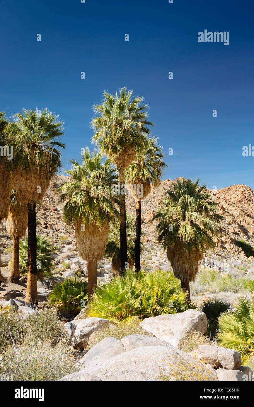 49 palms oasis hi-res stock photography and images - Alamy