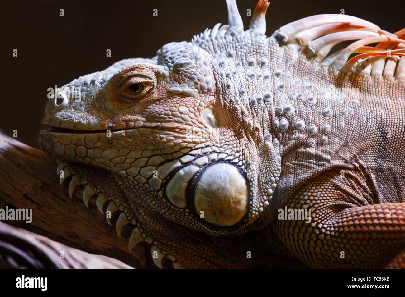 Deadly varan hi-res stock photography and images - Alamy