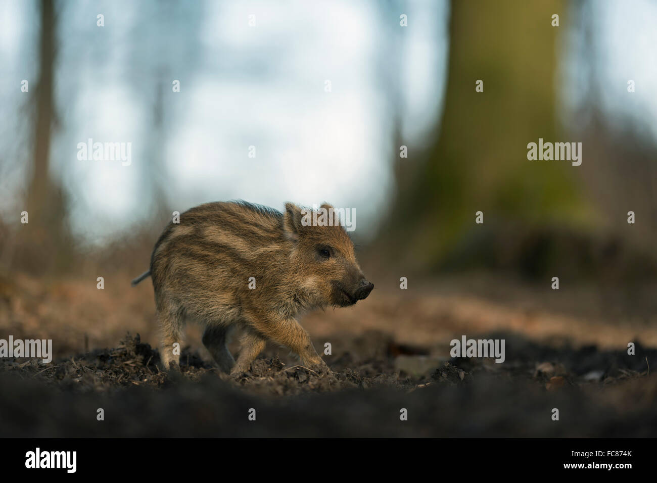 Side view of wild boar hi-res stock photography and images - Alamy