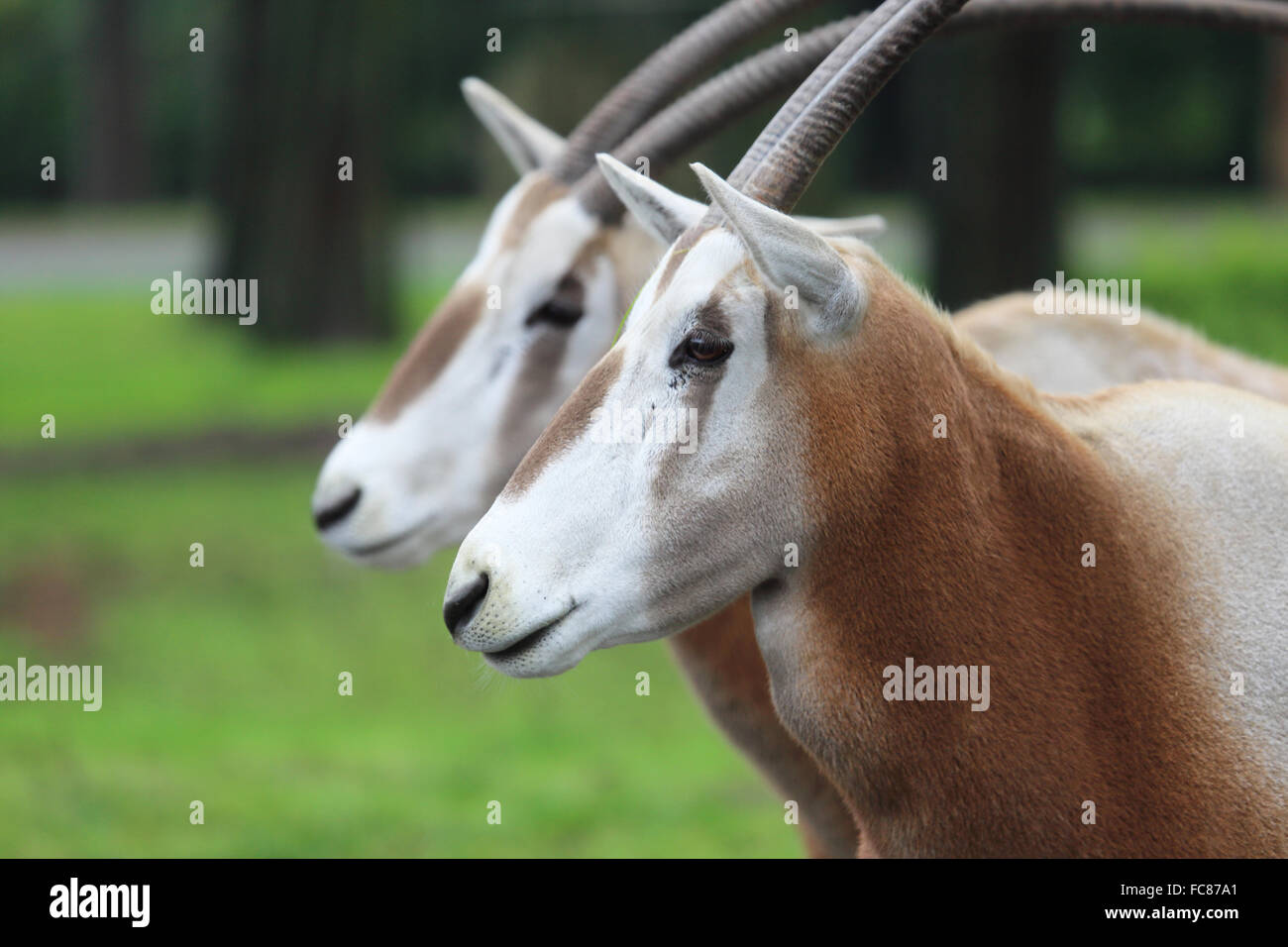 Horse antelopes hi-res stock photography and images - Alamy
