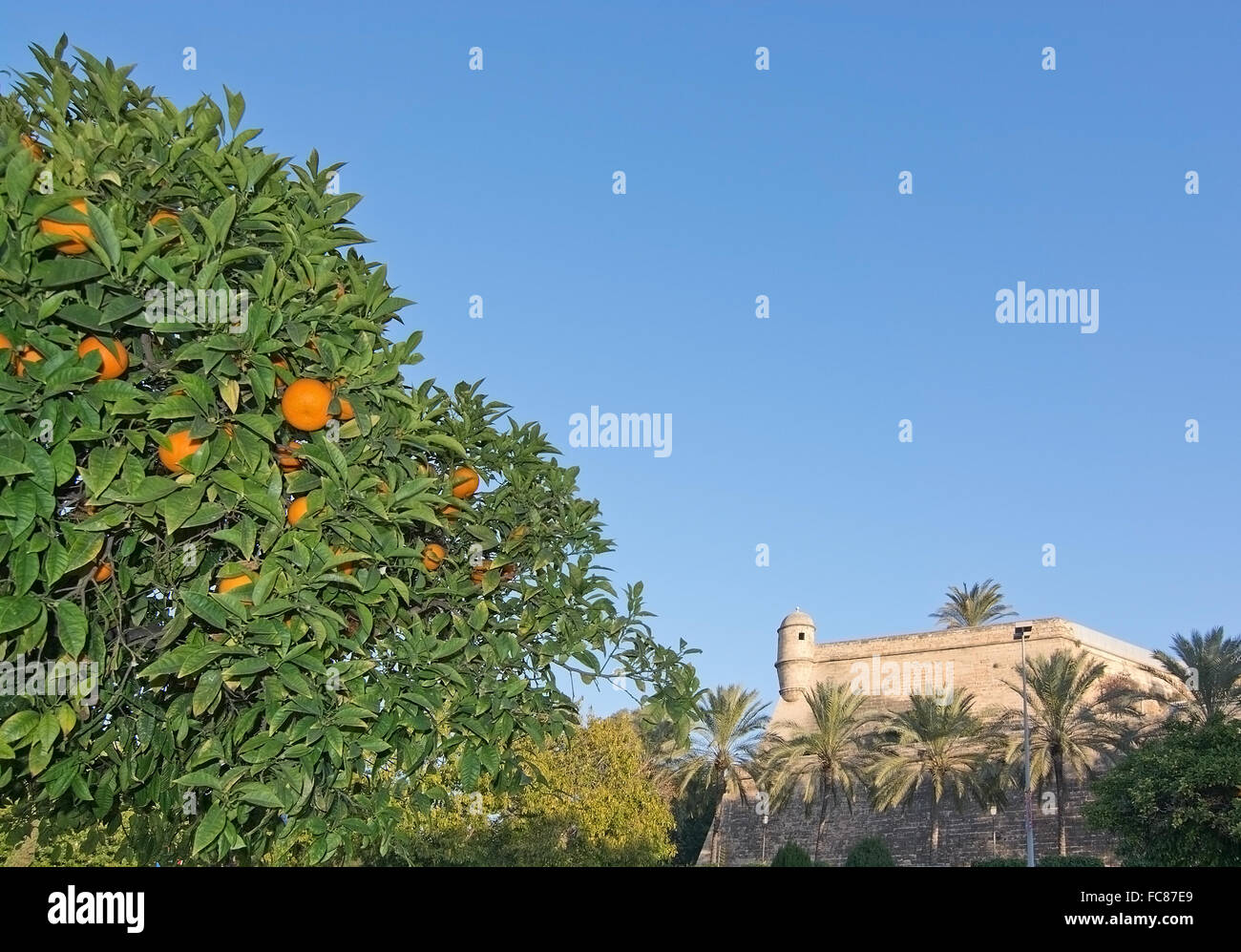 Orange trees and palms in front of Es Baluard on a sunny morning in ...