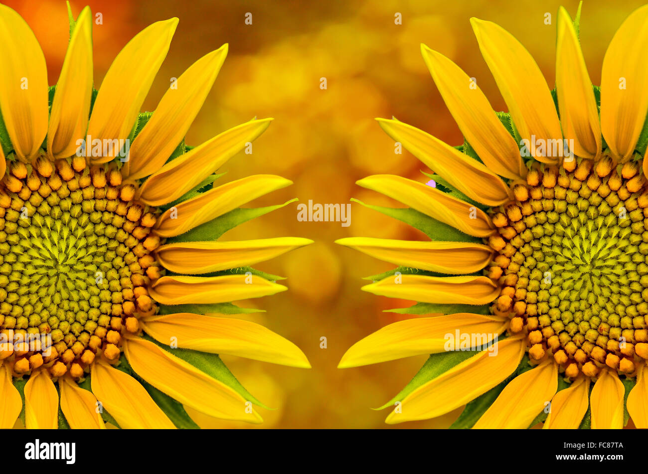 Two sunflower closeup on yellow nature background Stock Photo - Alamy
