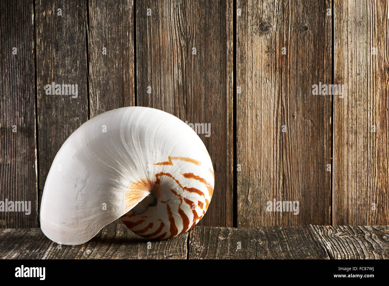 Seashell panel hi-res stock photography and images - Alamy