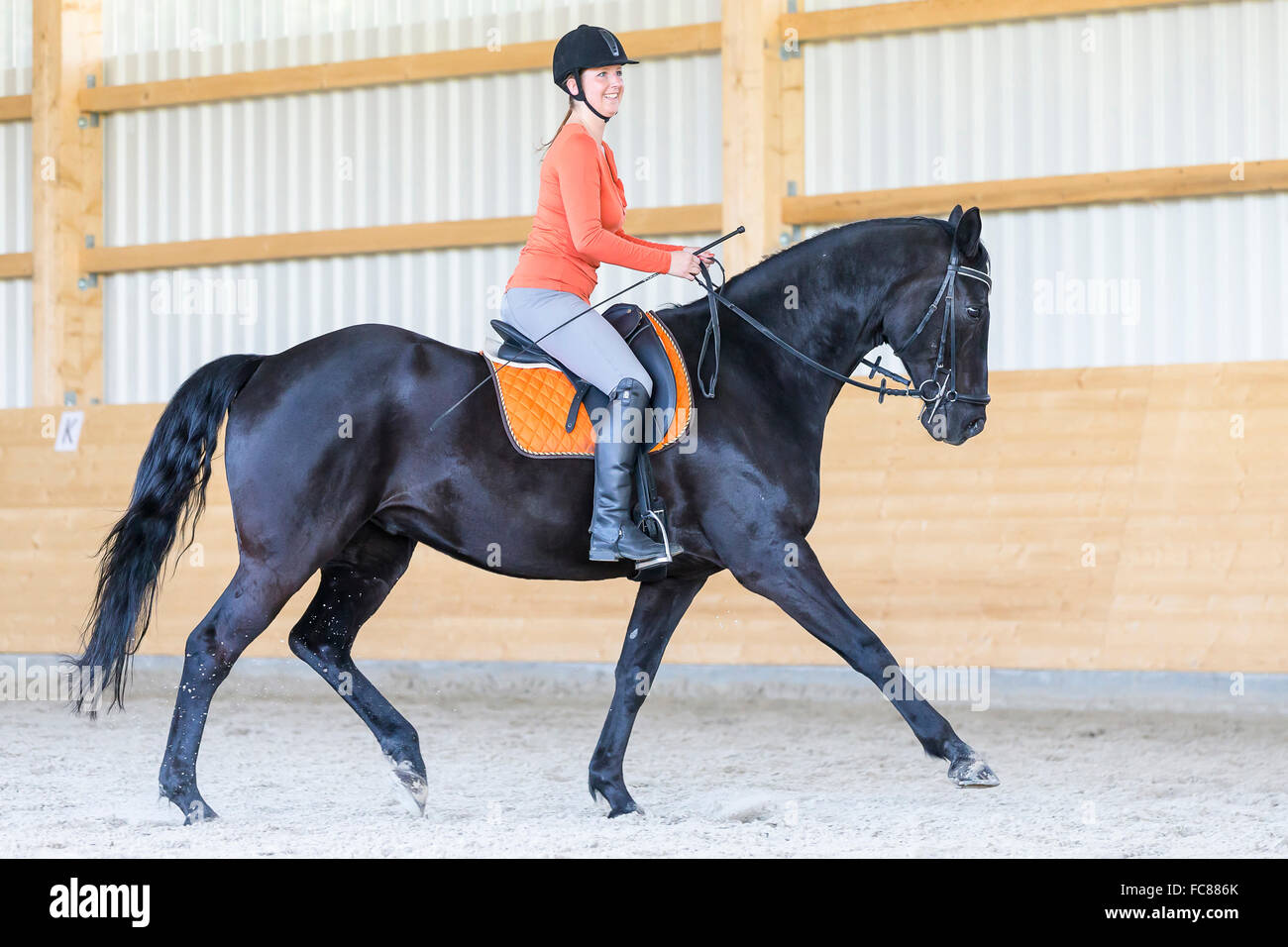 Hanoverian Horse. Rider on black horse showing an extended trot ...