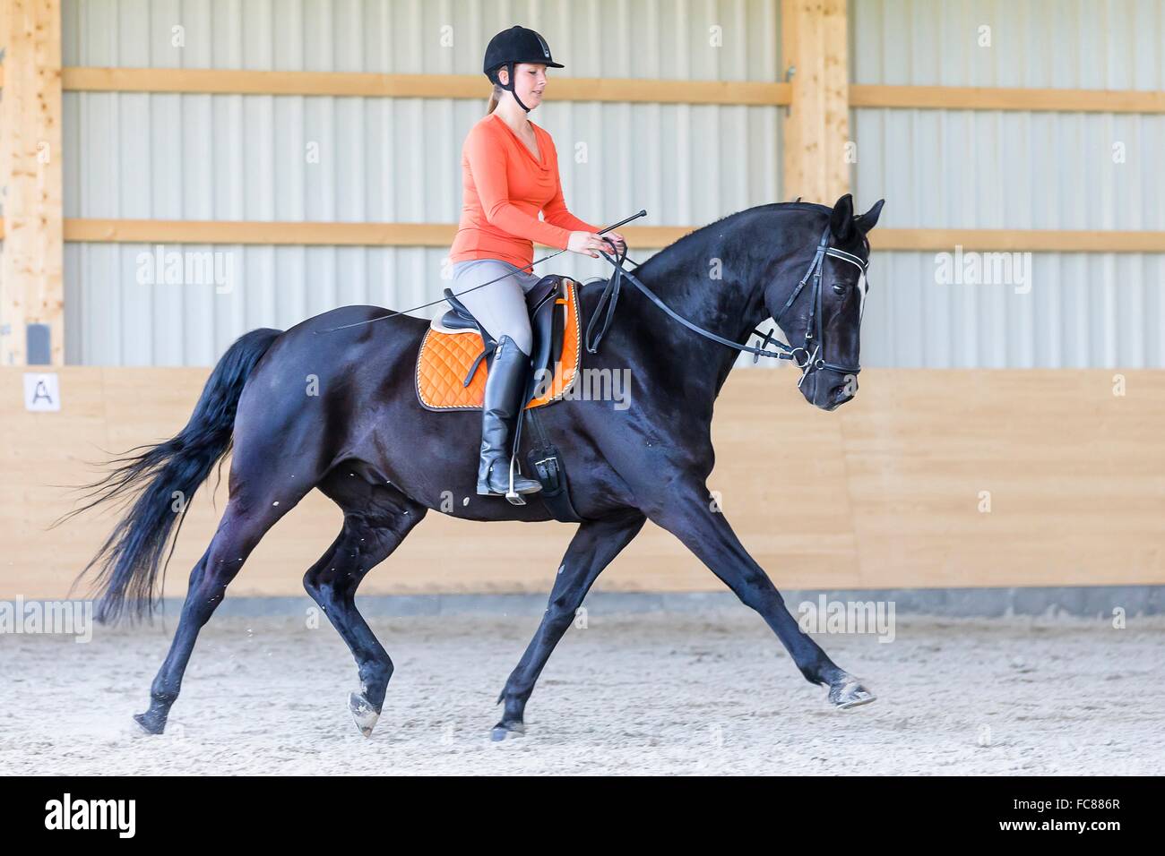 Hanoverian Horse. Rider on black horse showing a medium trot. Germany ...