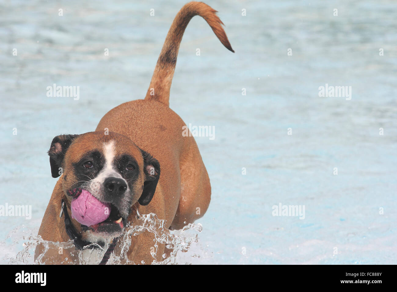 Mixed-breed dog (Boxer x ?) in a public swimming pool, fetching a ball ...