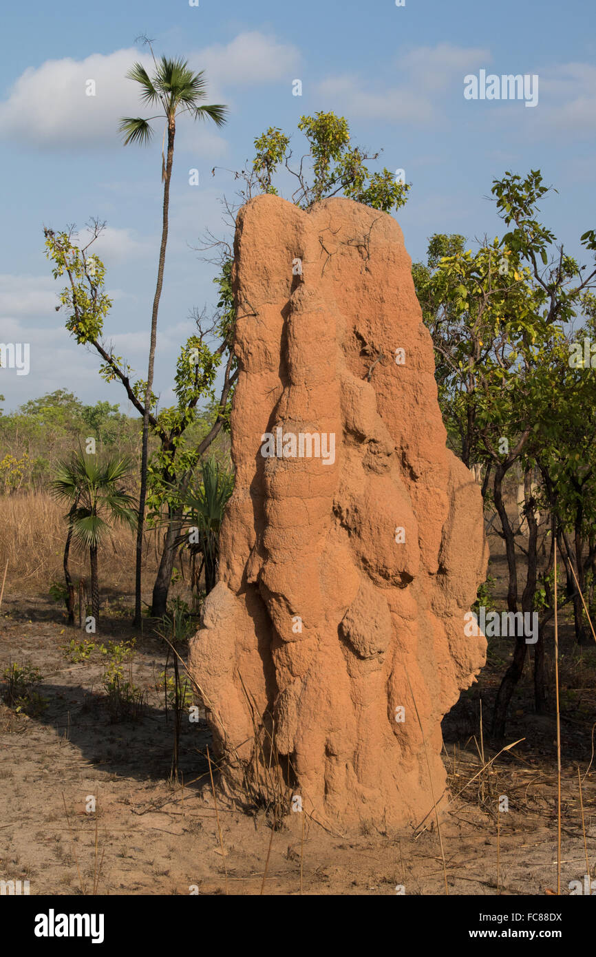 Termite tower hi-res stock photography and images - Alamy