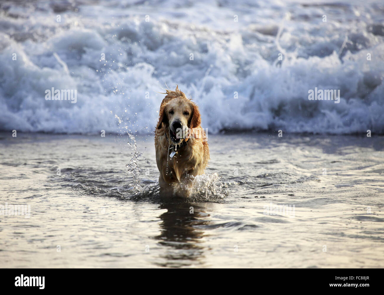 Labrador laugh hi-res stock photography and images - Alamy