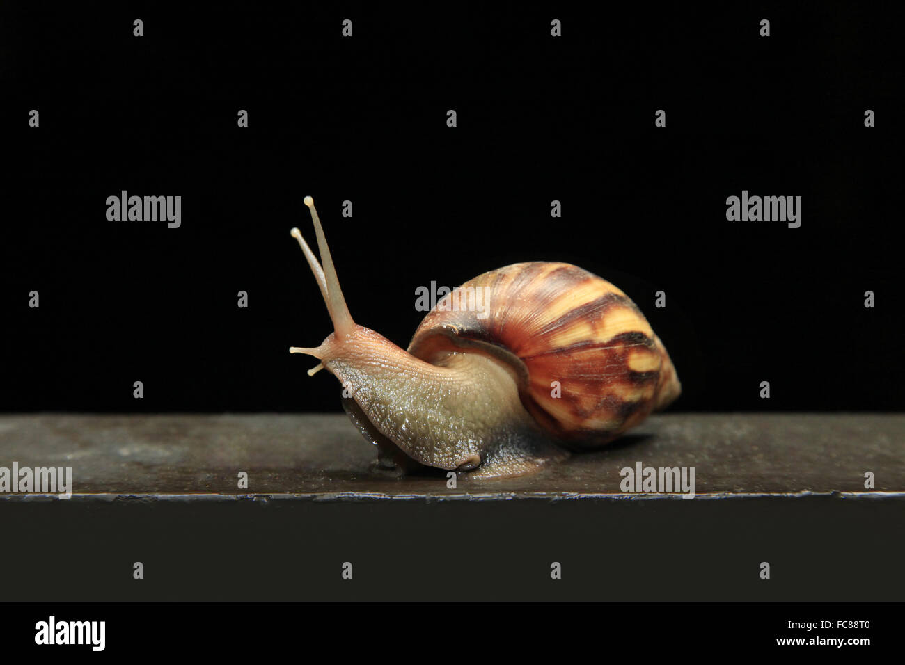 Snake helix hi-res stock photography and images - Alamy