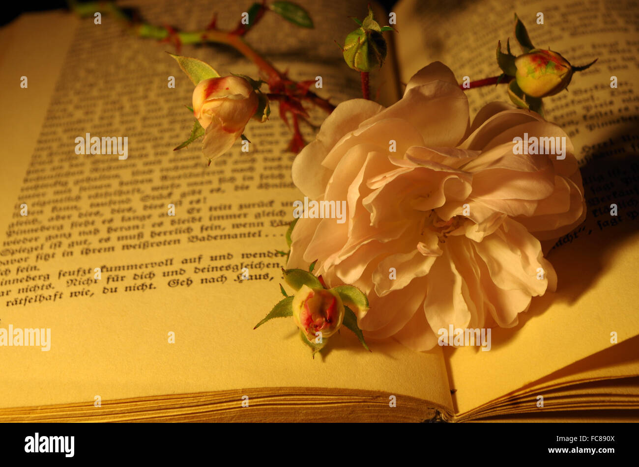 Old book with rose Stock Photo - Alamy