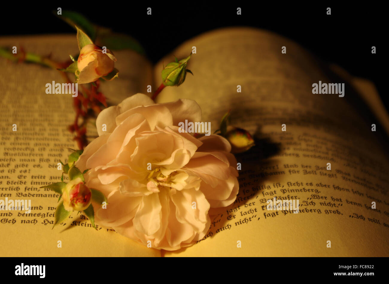 Old book with rose Stock Photo - Alamy
