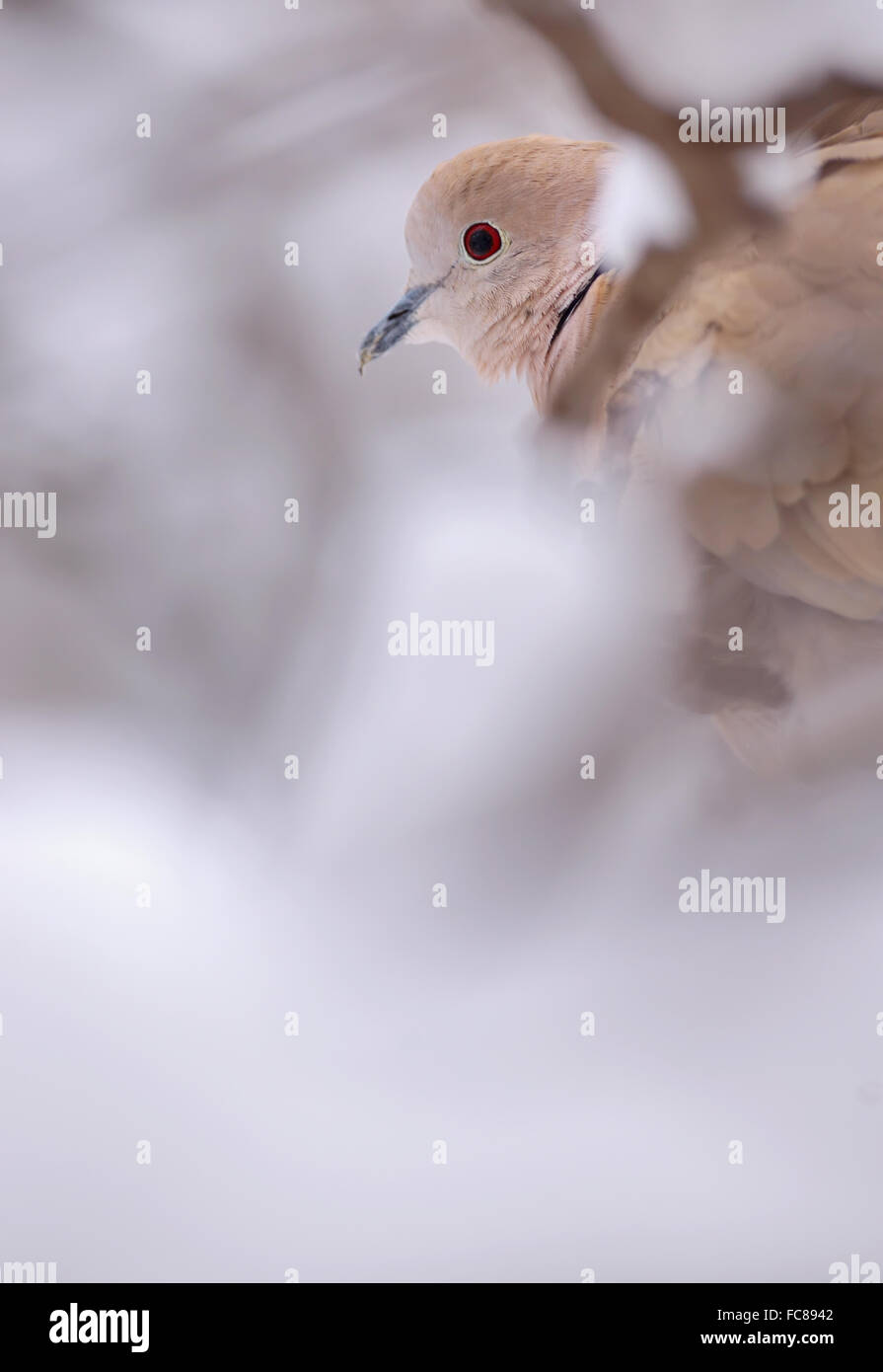 Eurasian collared dove hi-res stock photography and images - Alamy